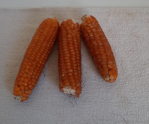 Allevamento Supergallo - SEMI